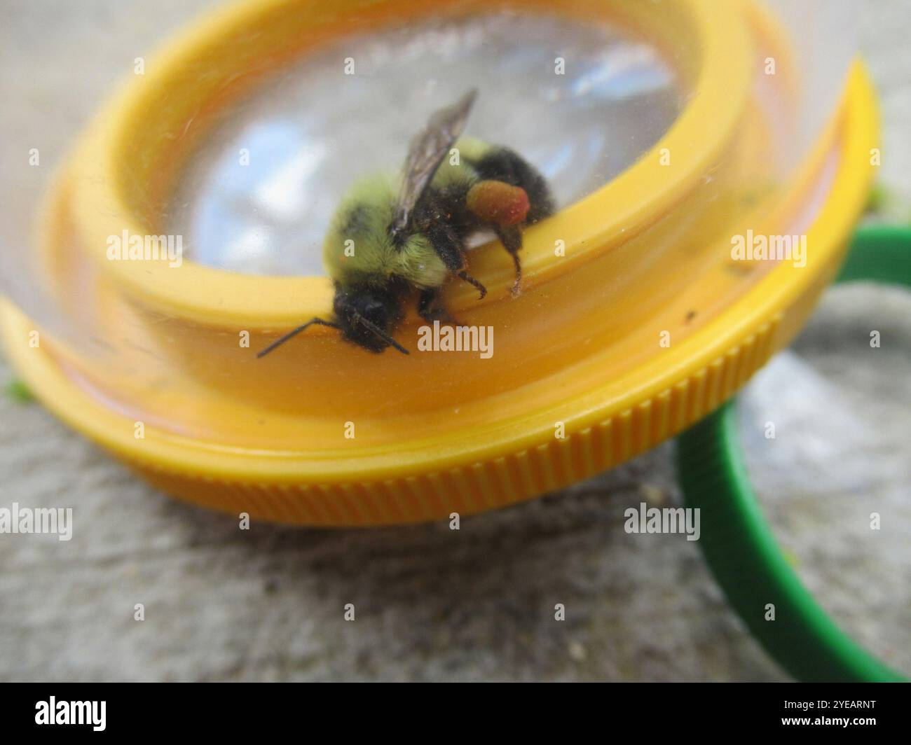 Two-spotted Bumble Bee (Bombus bimaculatus Stock Photo - Alamy