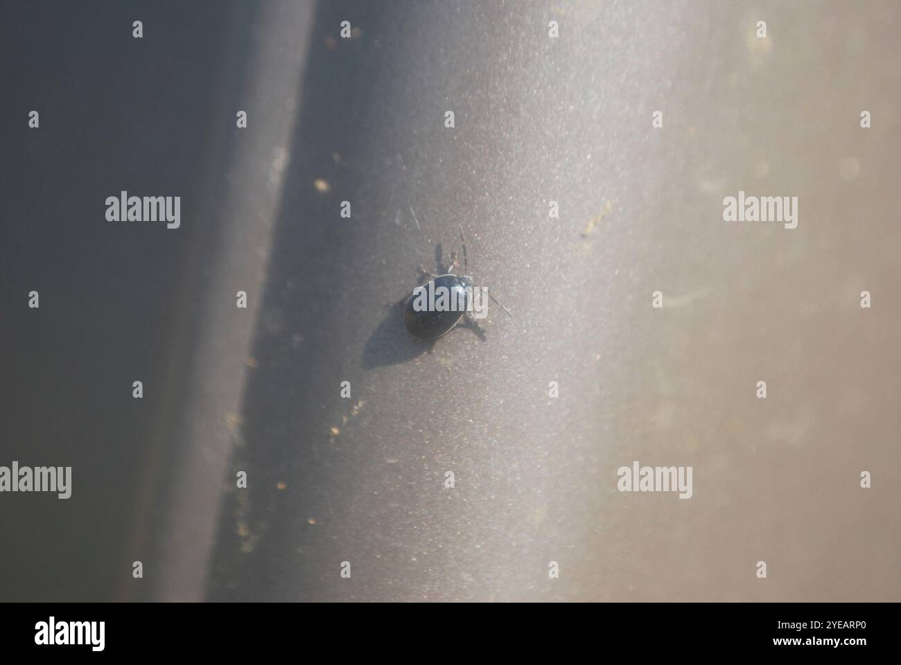 White-margined Burrower Bug (Sehirus cinctus Stock Photo - Alamy