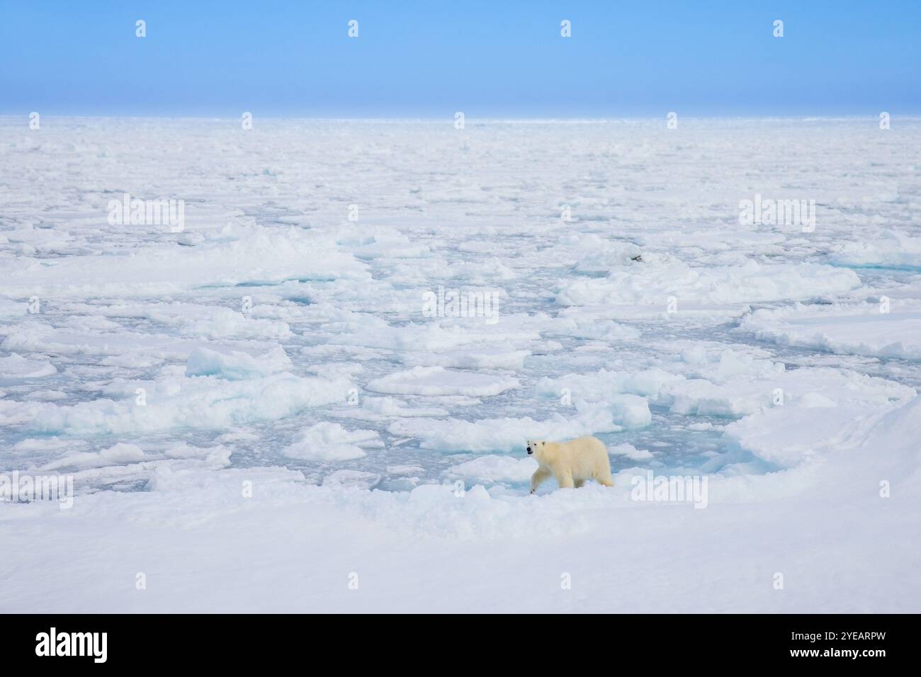 Lone polar bear (Ursus maritimus) hunting on pack ice / drift ice in ...