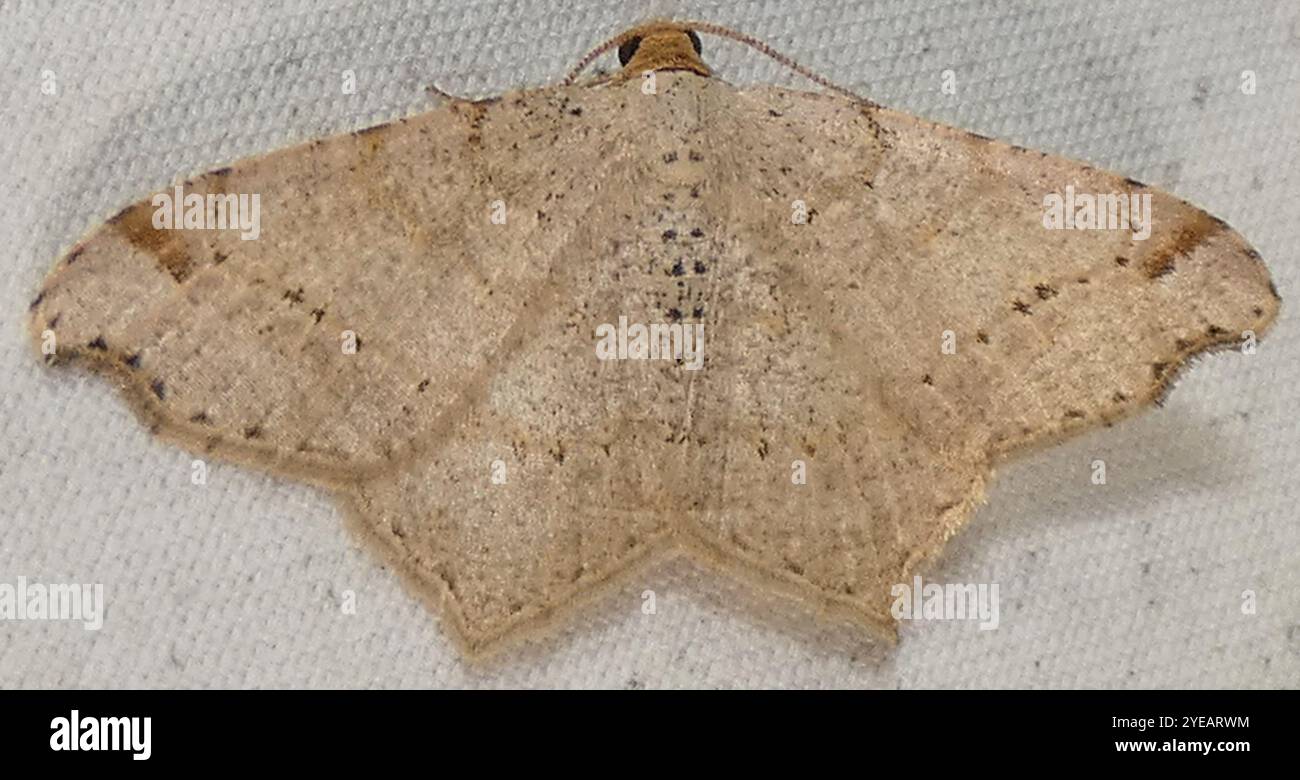 Red-headed Inchworm Moth (Macaria bisignata Stock Photo - Alamy