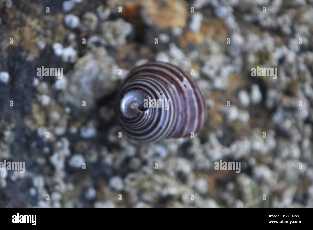 Blue ringed top snail hi-res stock photography and images - Alamy