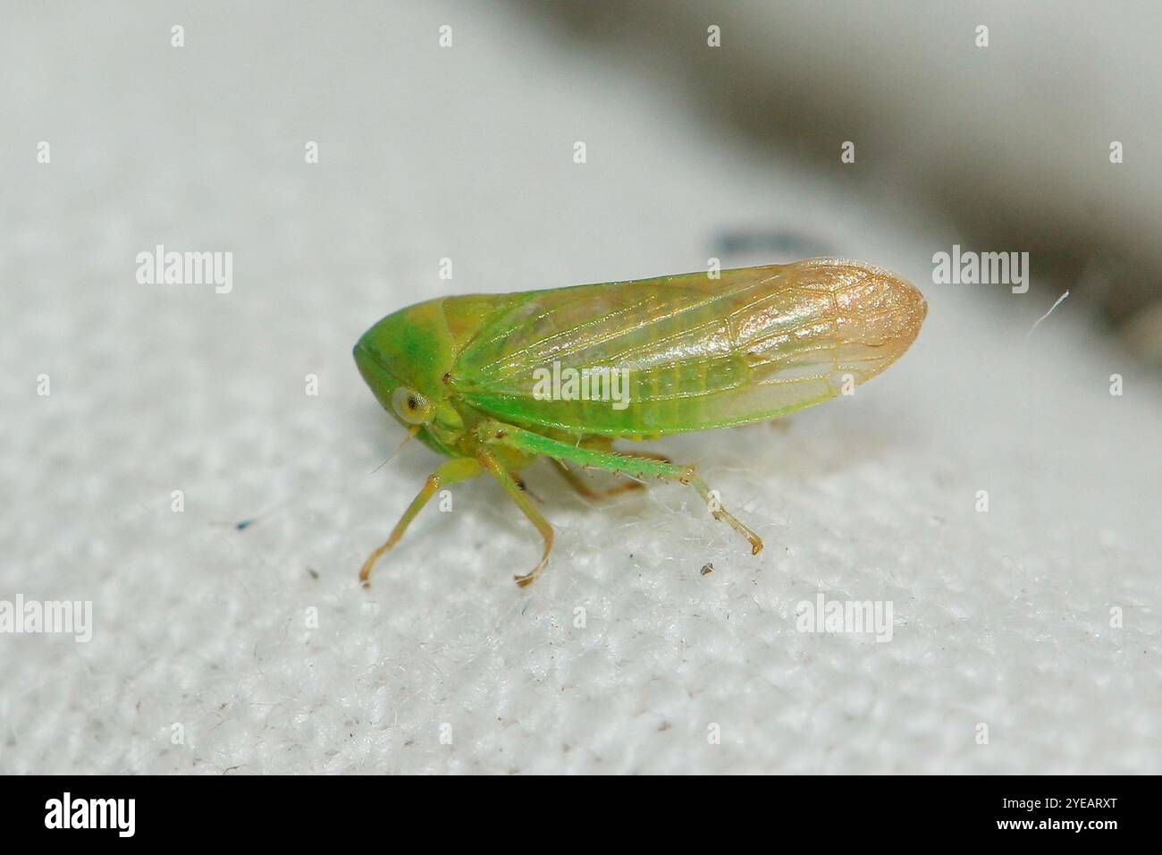 Macropsis hi-res stock photography and images - Alamy
