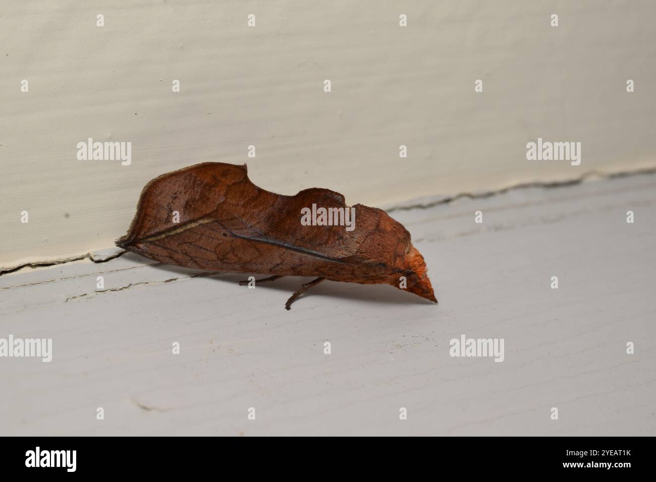 Fruit piercing moth hi-res stock photography and images - Alamy