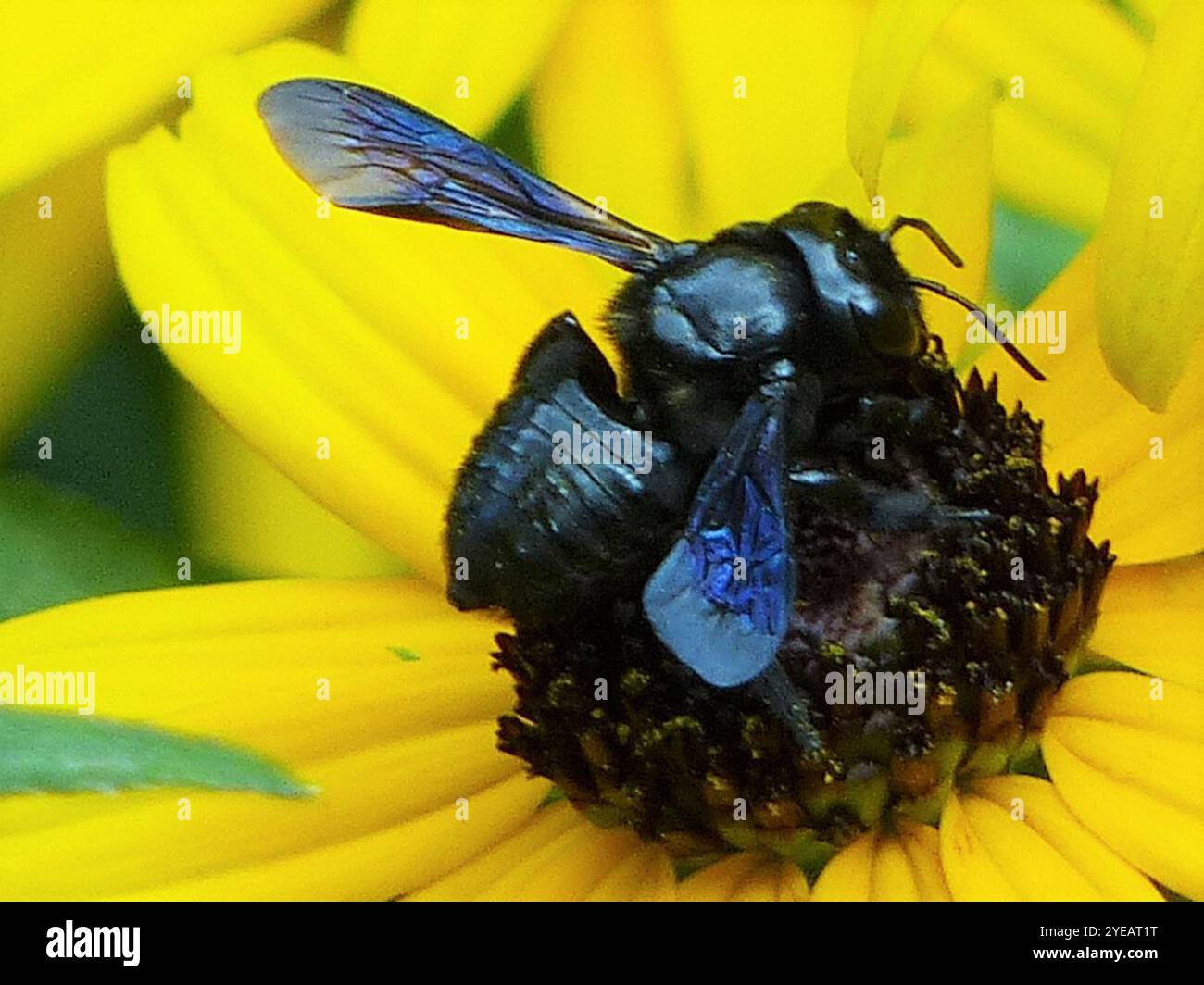 Carpenter-mimic Leafcutter Bee (Megachile xylocopoides Stock Photo - Alamy