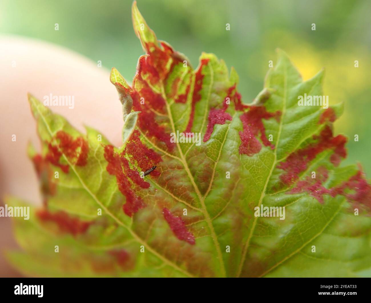 Felt mite hi-res stock photography and images - Alamy