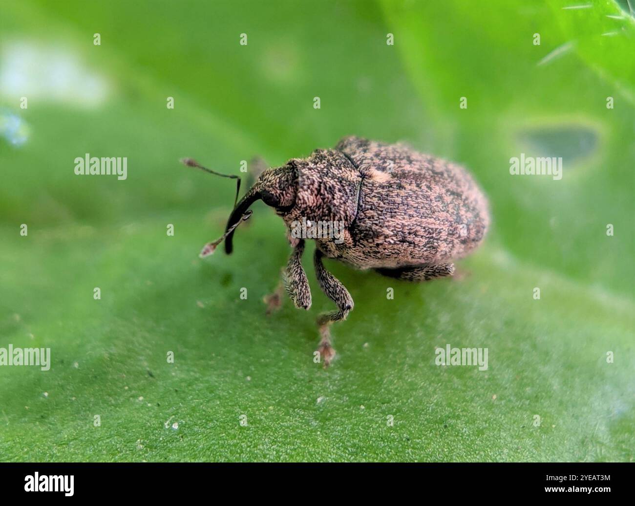 Cabbage Stem Weevil (Ceutorhynchus pallidactylus Stock Photo - Alamy