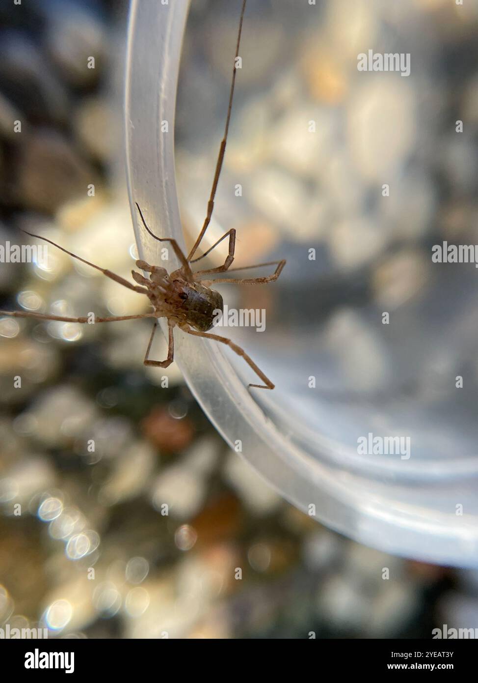 Protolophus hi-res stock photography and images - Alamy