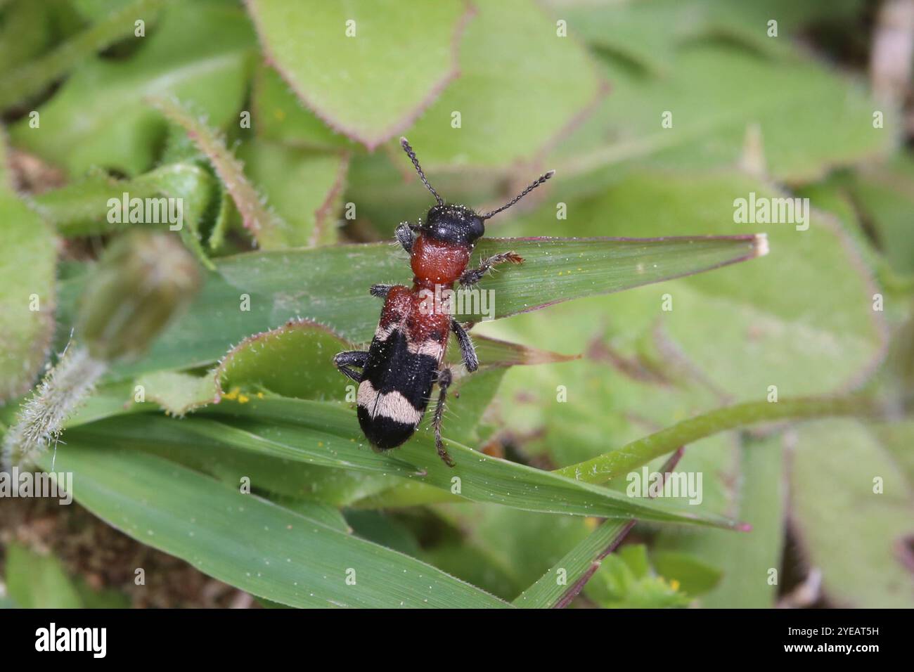 European Red-bellied Clerid (Thanasimus formicarius Stock Photo - Alamy