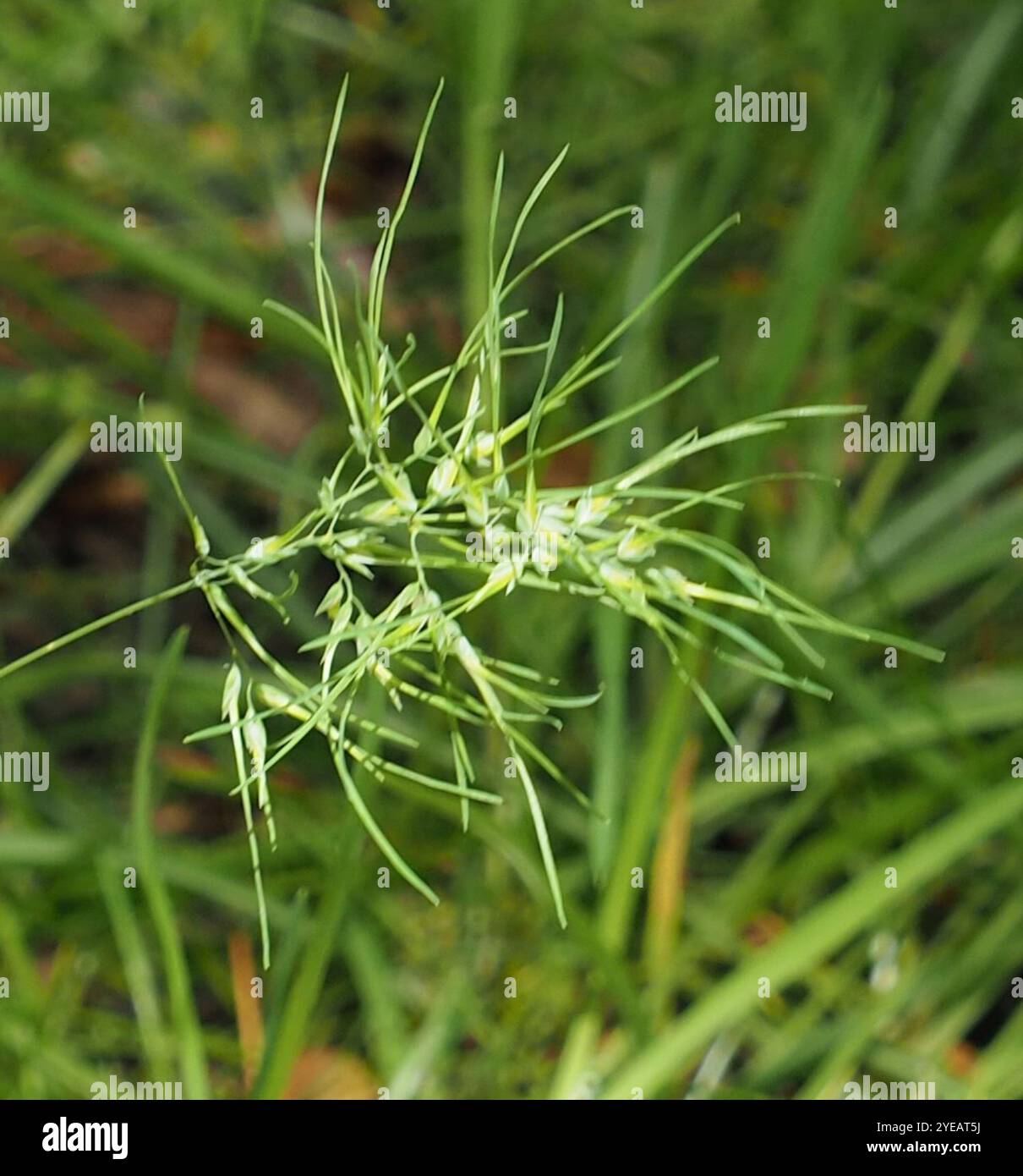 Bulbous Bluegrass (Poa bulbosa Stock Photo - Alamy