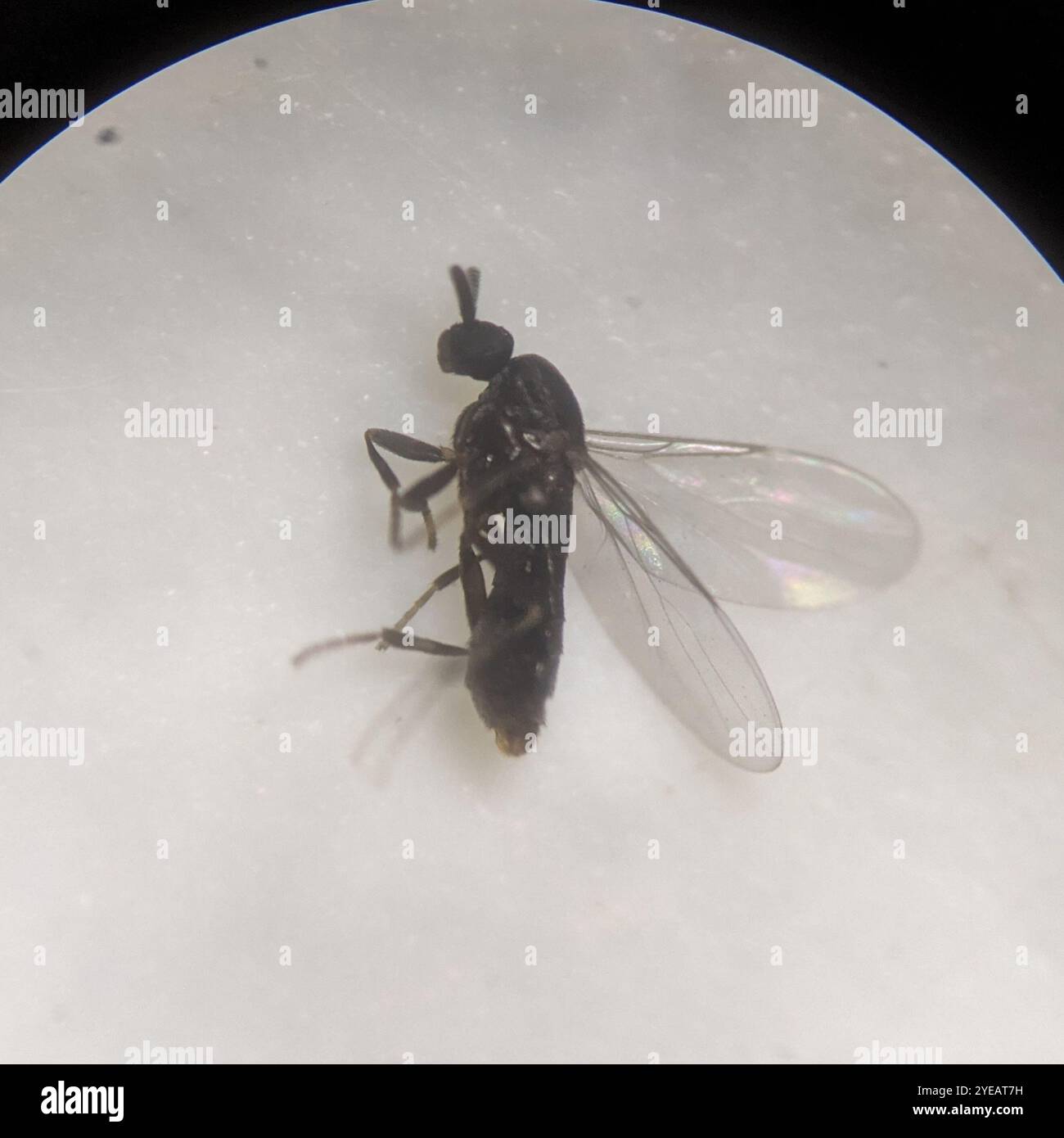 Minute Black Scavenger Flies (Scatopsidae Stock Photo - Alamy