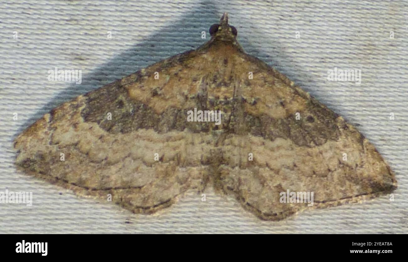 Gem Moth (Orthonama obstipata Stock Photo - Alamy