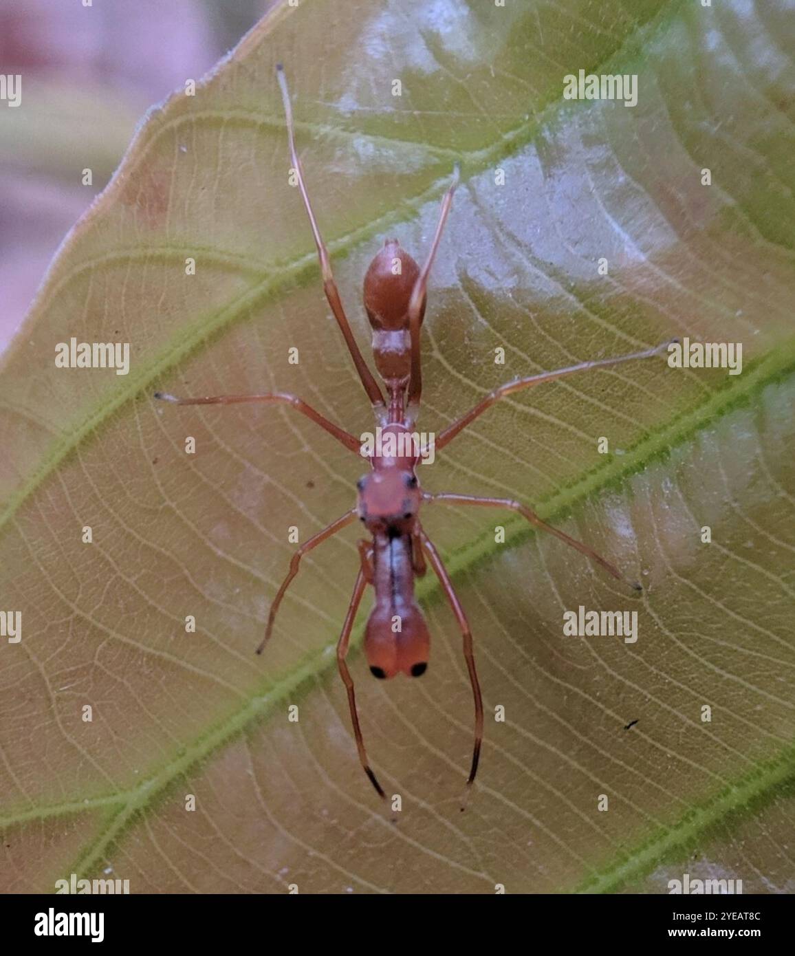 Red weaver ant mimicking hi-res stock photography and images - Alamy