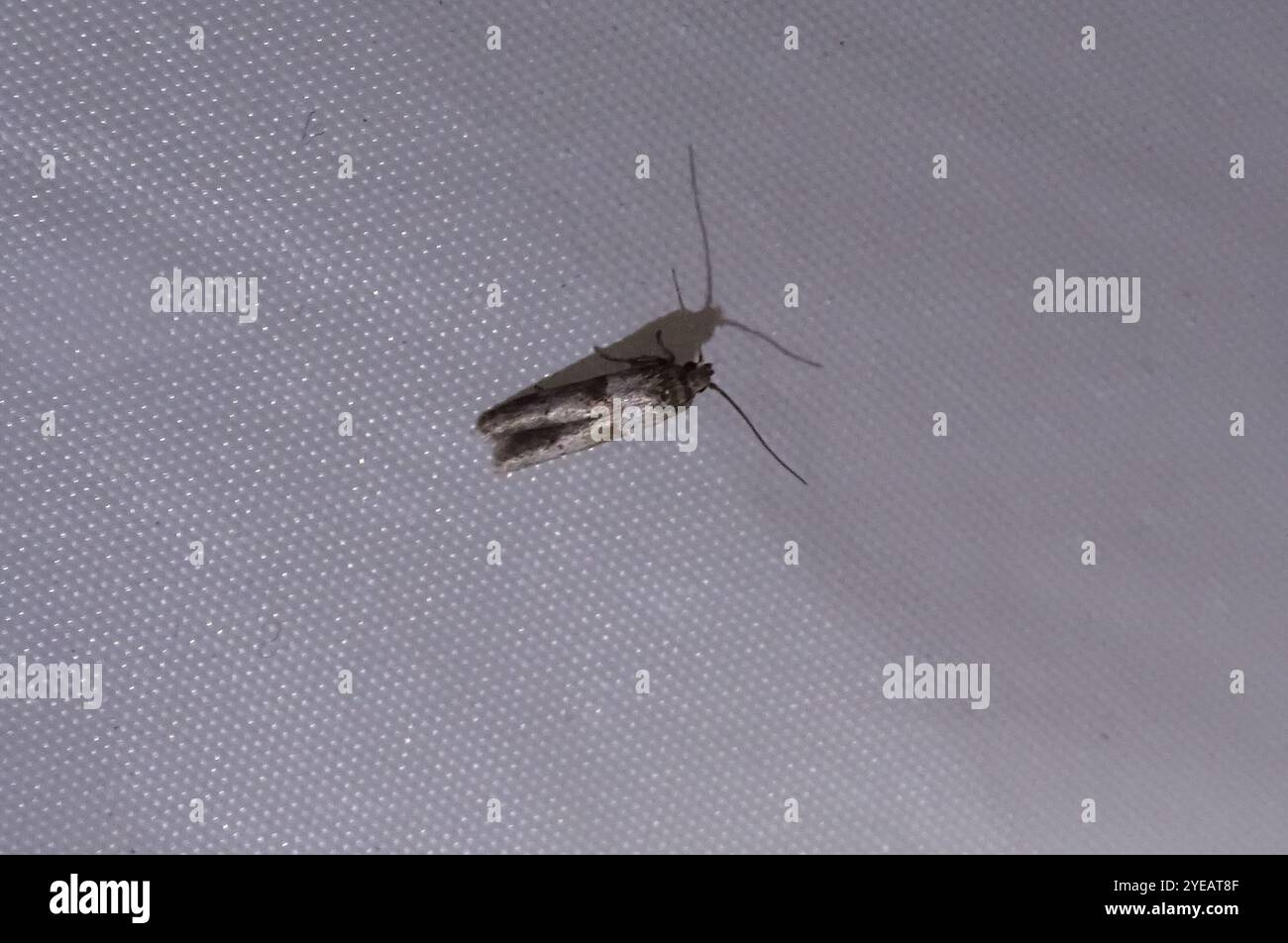 Acorn Moth (Blastobasis glandulella Stock Photo - Alamy