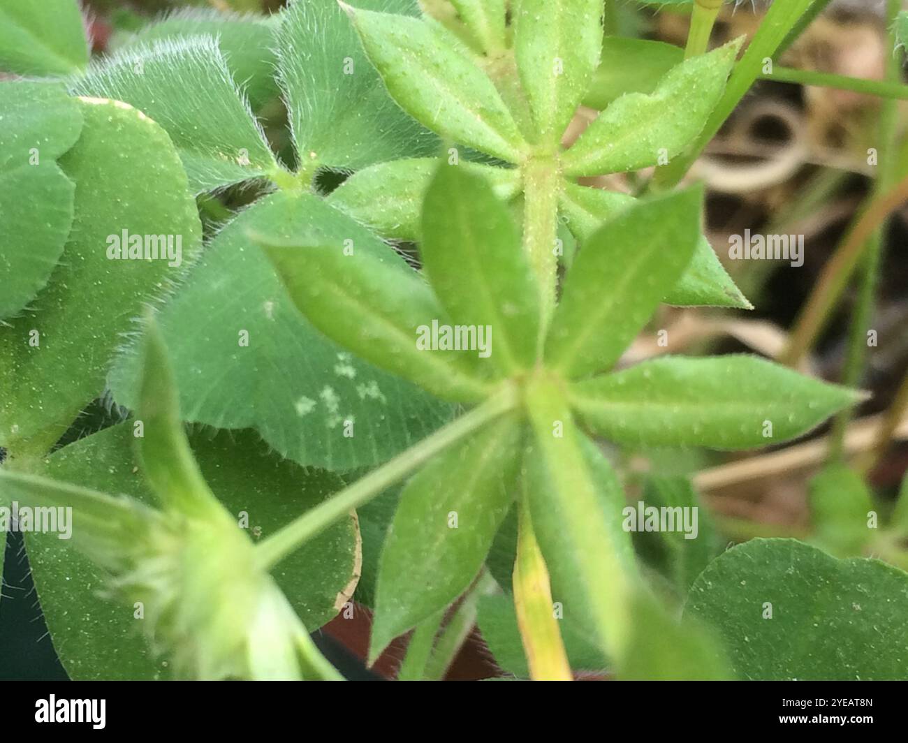 Field madder (Sherardia arvensis Stock Photo - Alamy