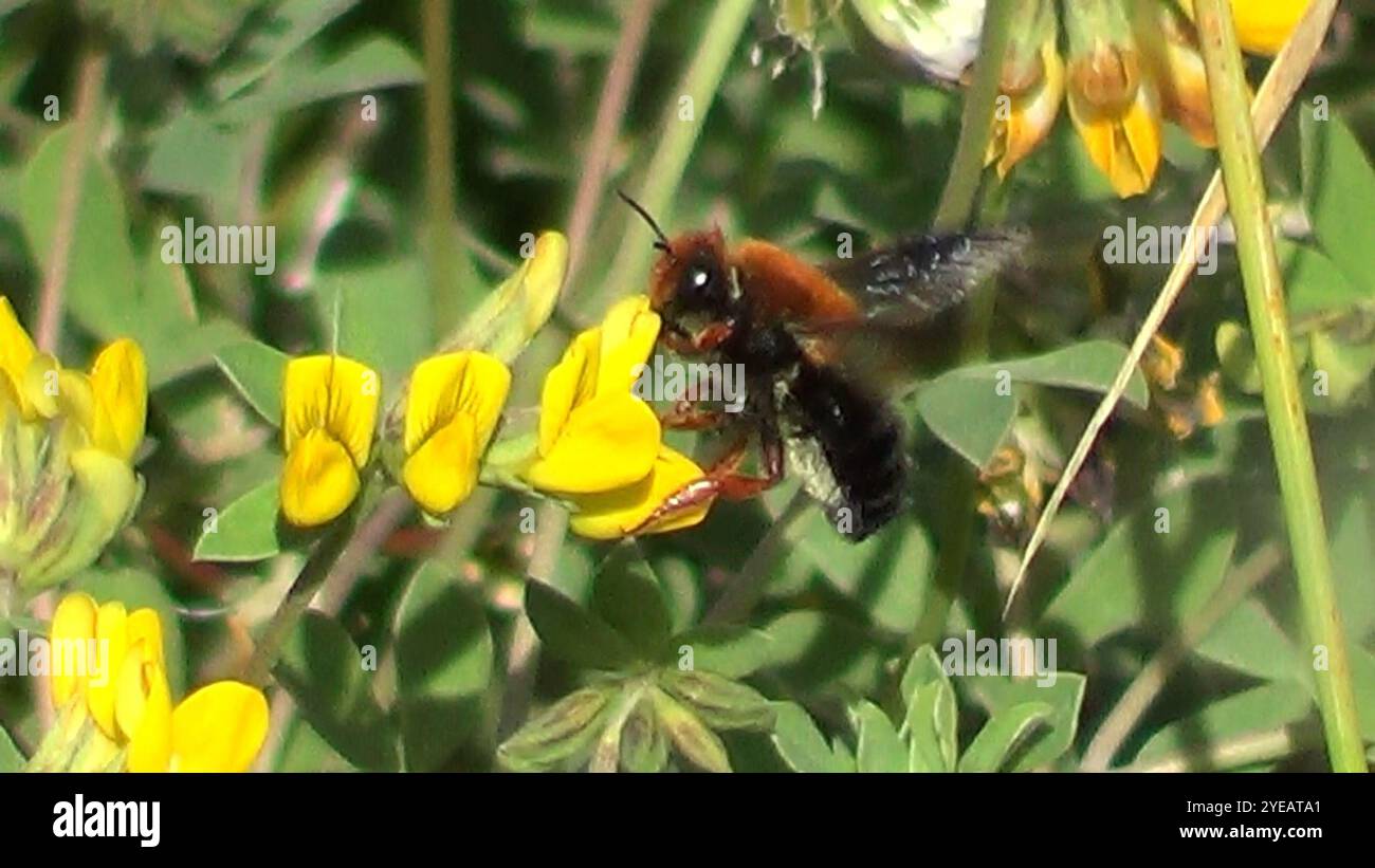 Sicilian Mortar Bee (Megachile sicula Stock Photo - Alamy