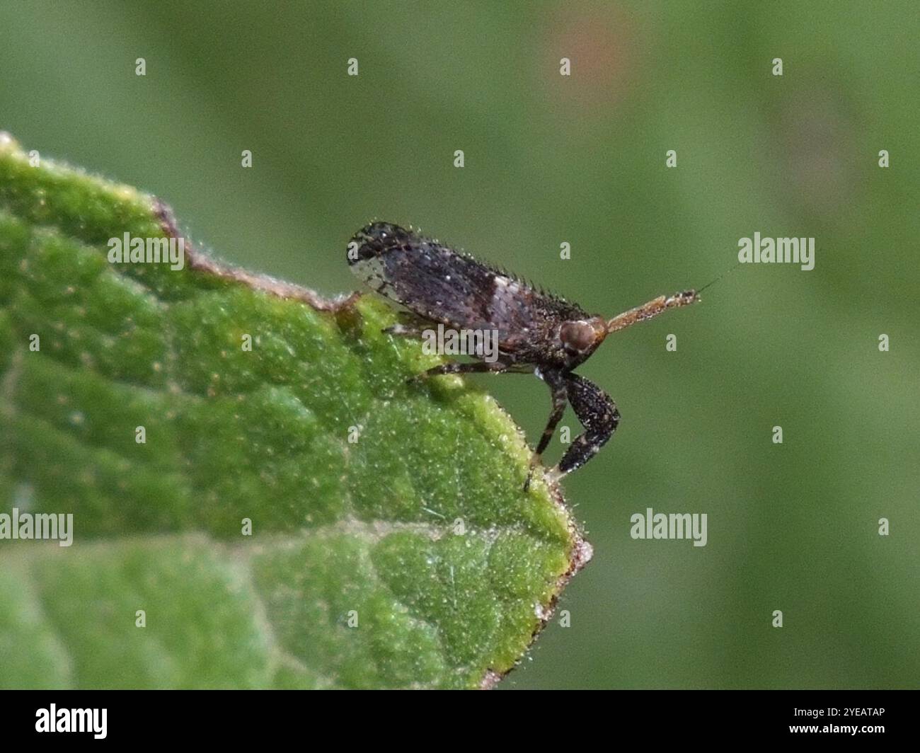 Delphacid planthoppers hi-res stock photography and images - Alamy