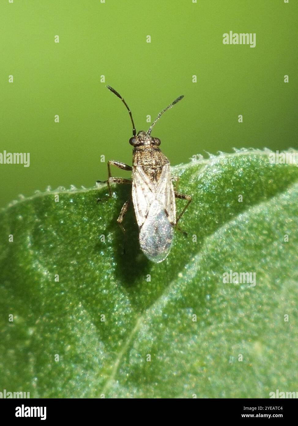 False chinch bugs (Nysius Stock Photo - Alamy