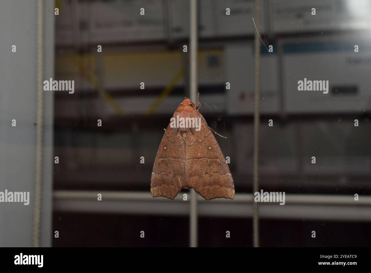Rusicada hi-res stock photography and images - Alamy