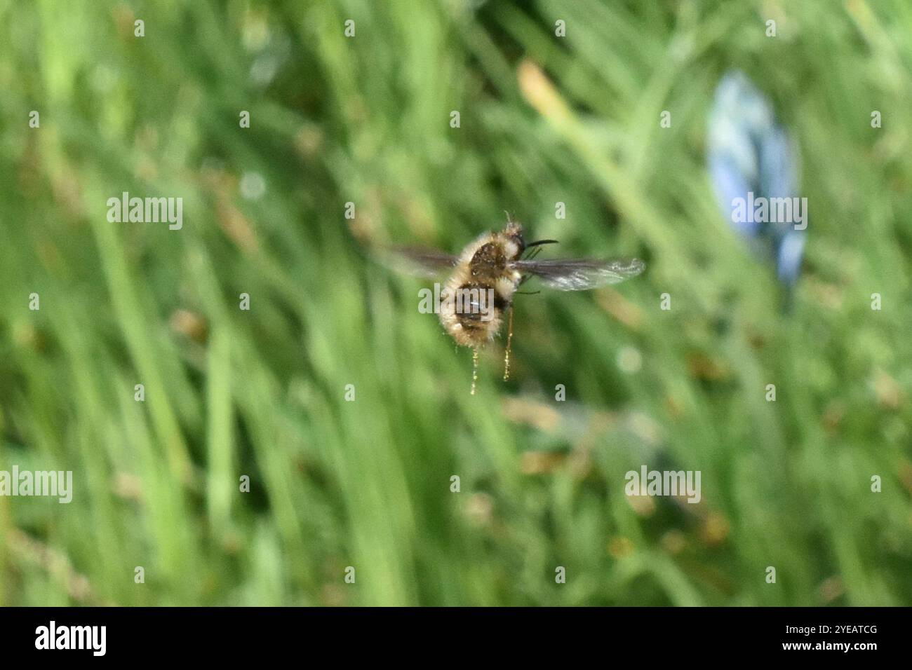 Greater Bee Fly (Bombylius major Stock Photo - Alamy