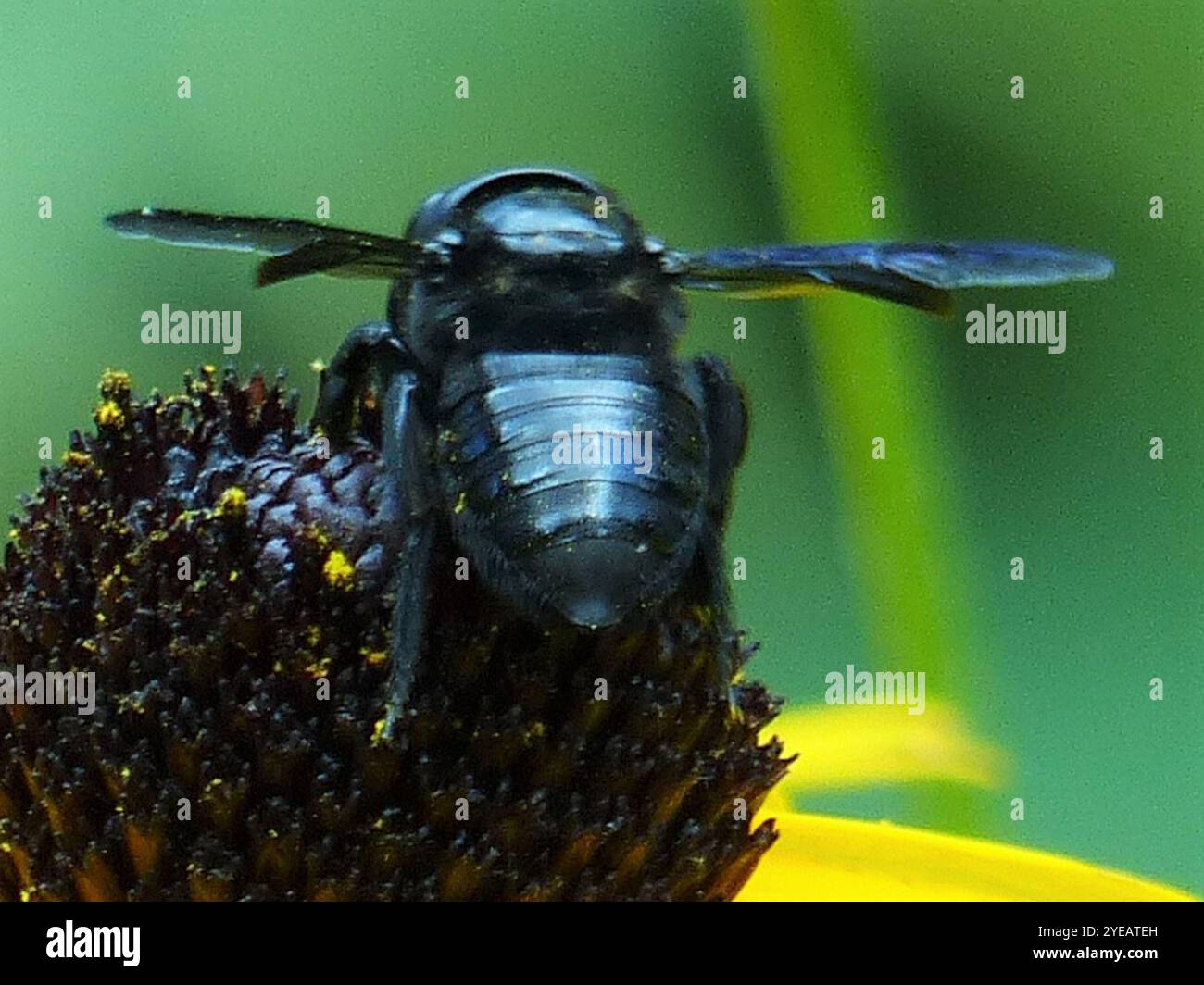 Carpenter-mimic Leafcutter Bee (Megachile xylocopoides Stock Photo - Alamy