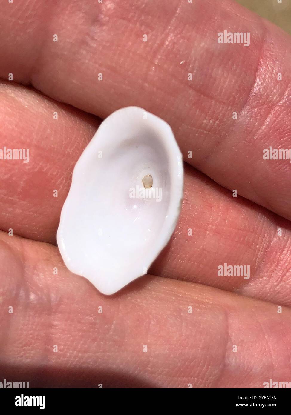 Rough keyhole limpet hi-res stock photography and images - Alamy