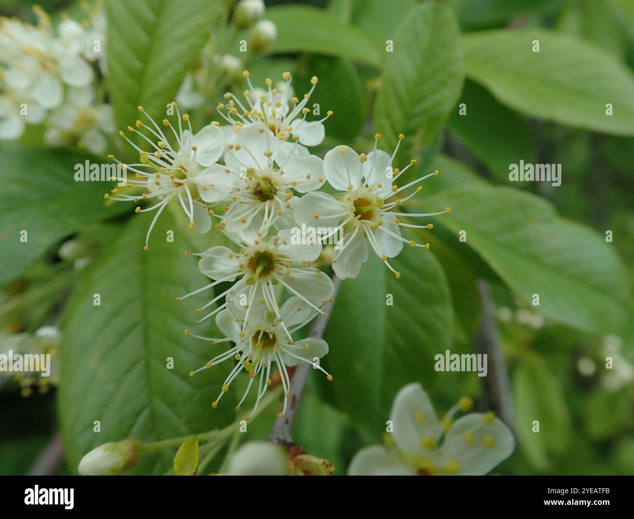 Prunus emarginata hi-res stock photography and images - Alamy