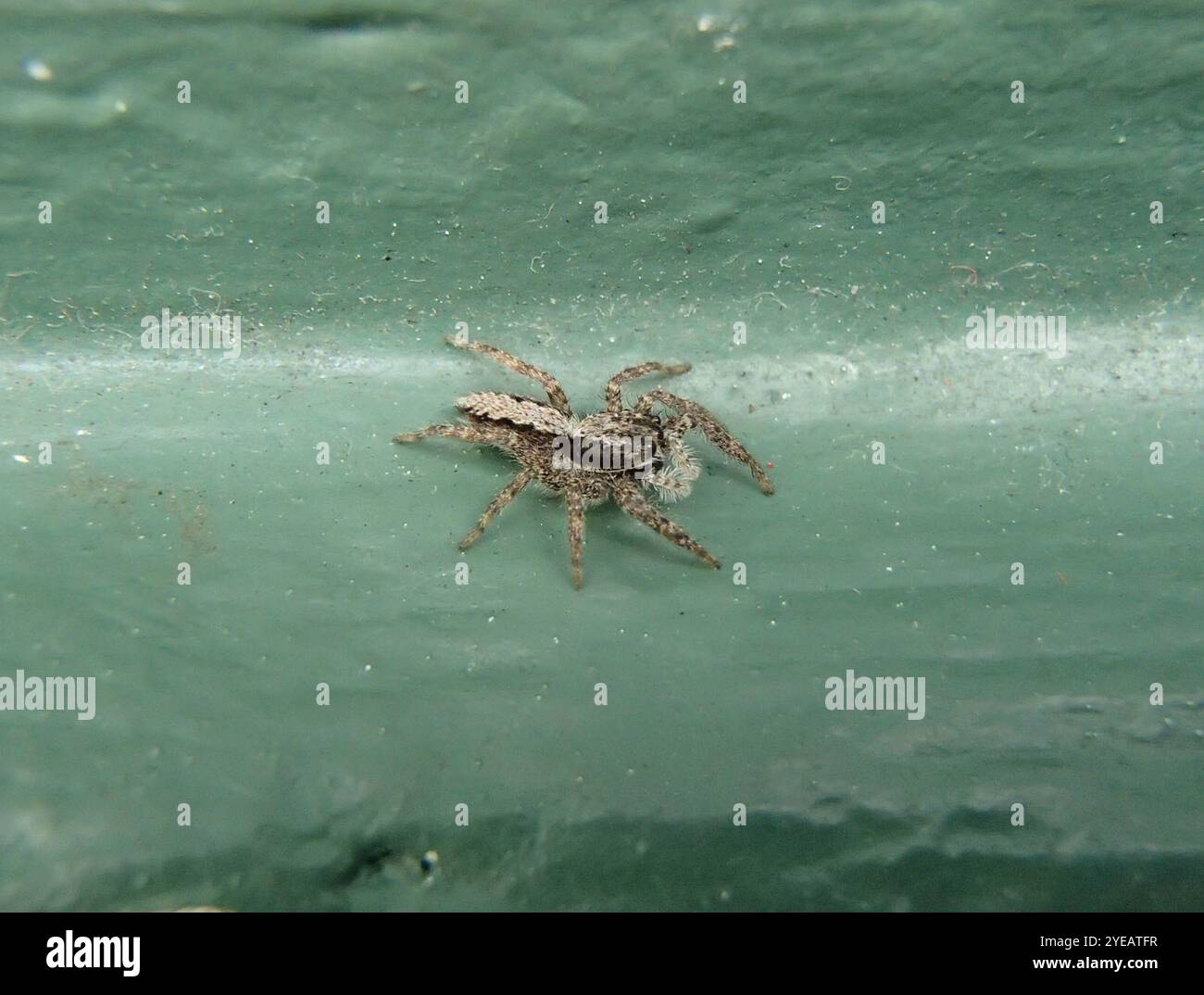 California Flattened Jumping Spider (Platycryptus californicus Stock ...