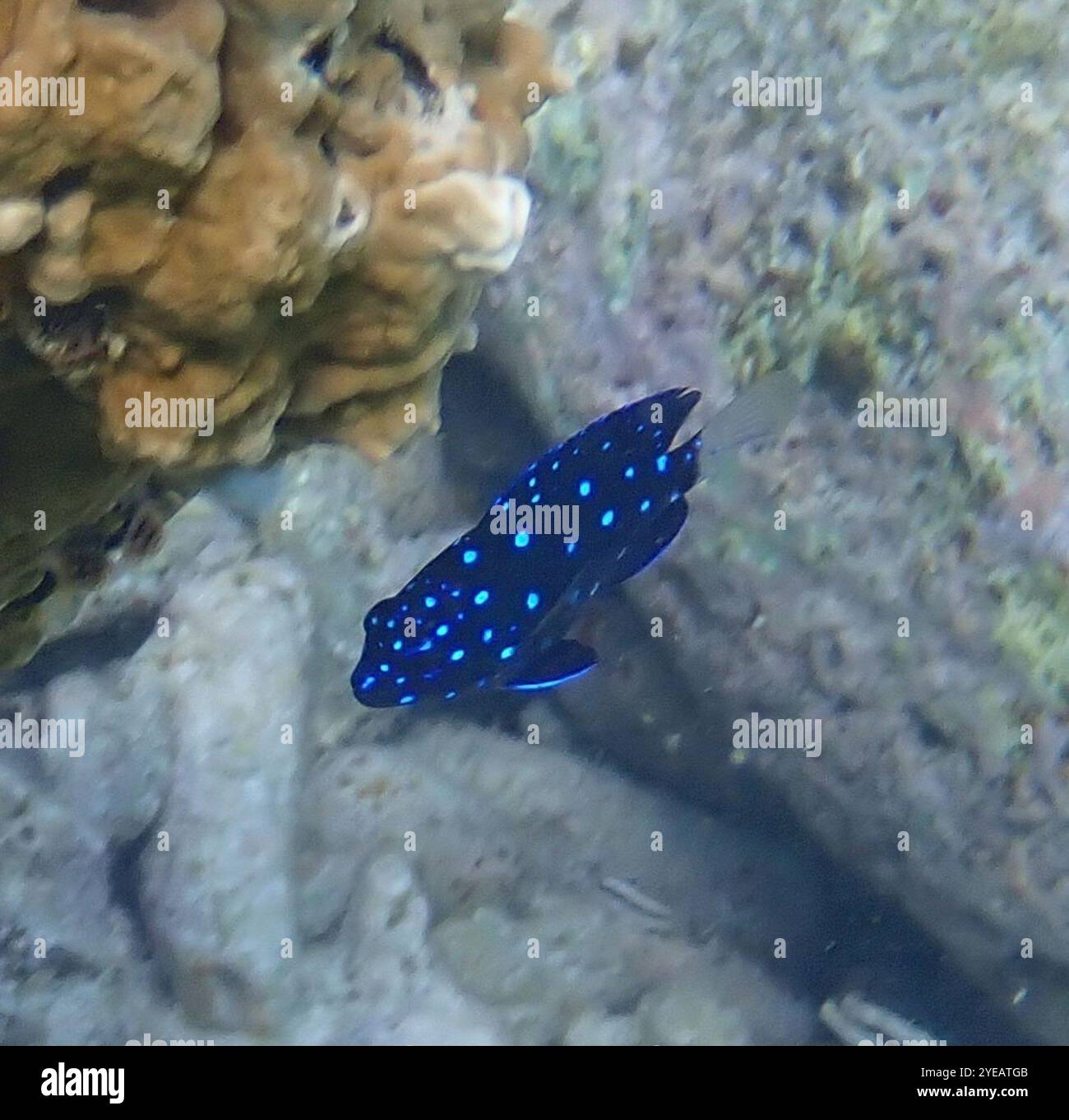 Yellowtail Damselfish (Microspathodon chrysurus Stock Photo - Alamy