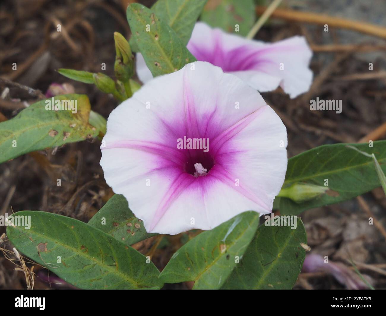 Water Morning Glory (Ipomoea aquatica Stock Photo - Alamy