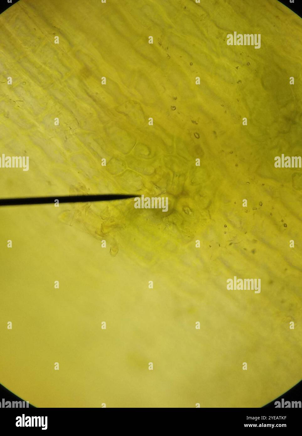 Anomalous Bristle-moss (Orthotrichum anomalum Stock Photo - Alamy