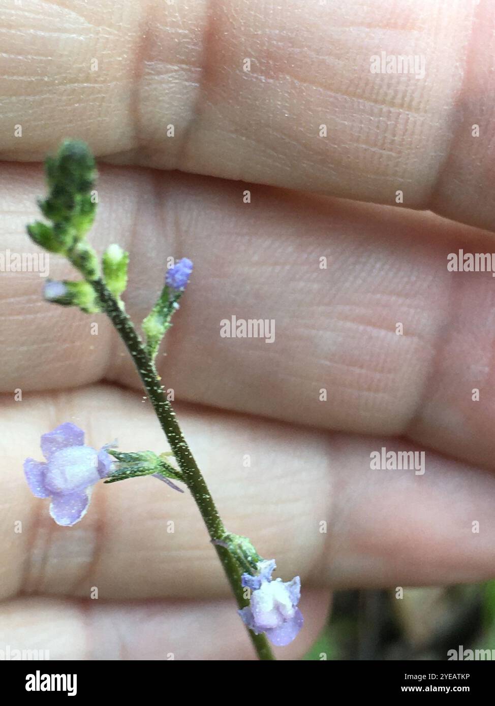 blue toadflax (Nuttallanthus canadensis Stock Photo - Alamy