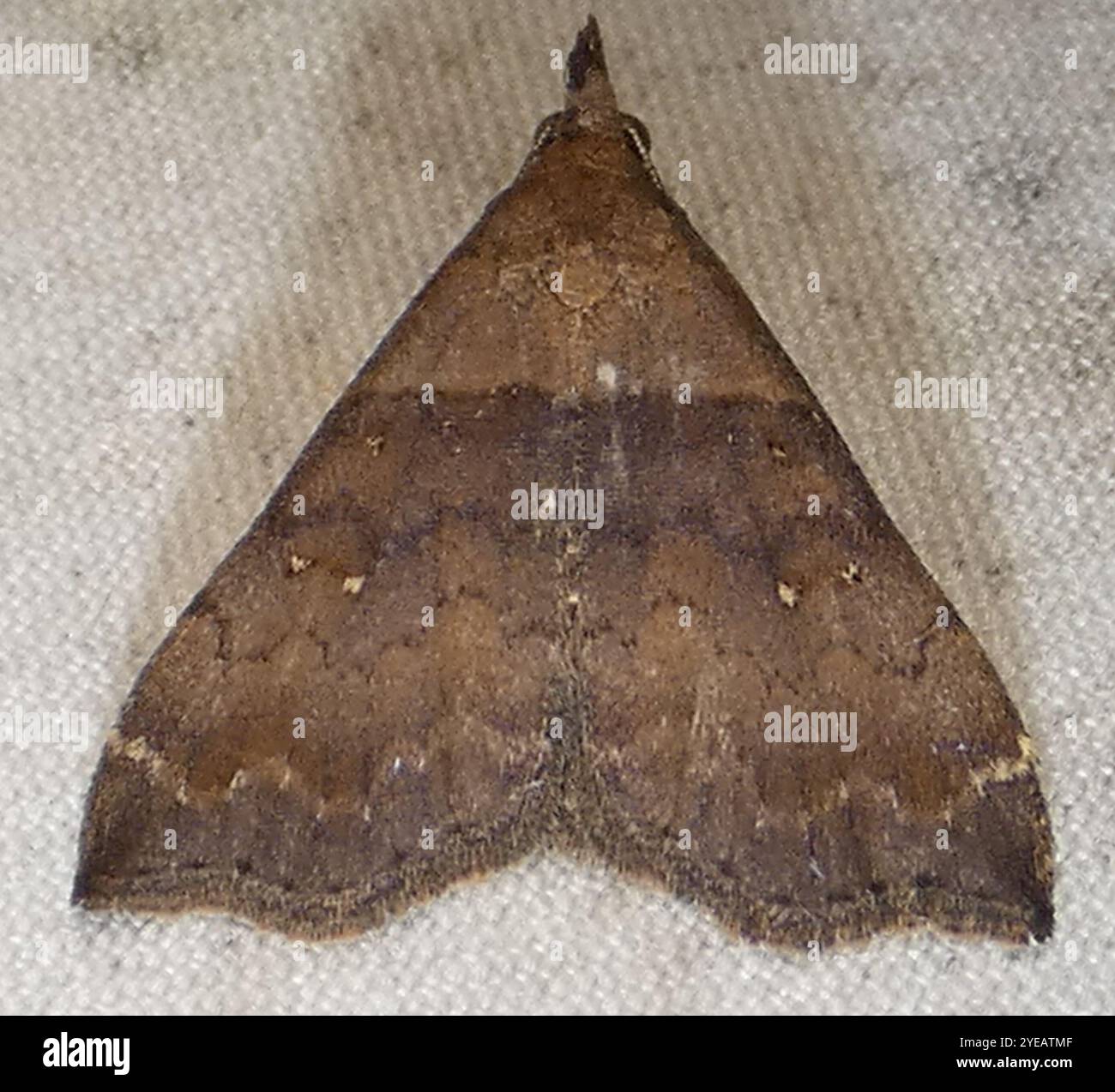 Ambiguous Moth (Lascoria ambigualis Stock Photo - Alamy