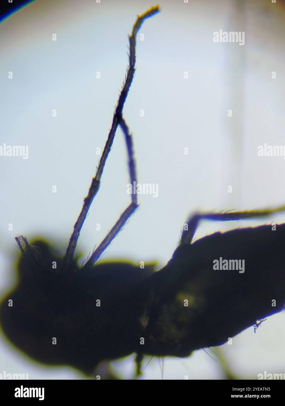Non-biting Midges (Chironomidae Stock Photo - Alamy