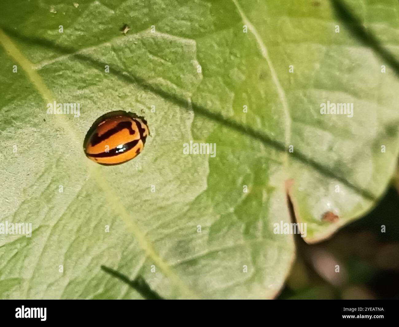 Micraspis hi-res stock photography and images - Alamy