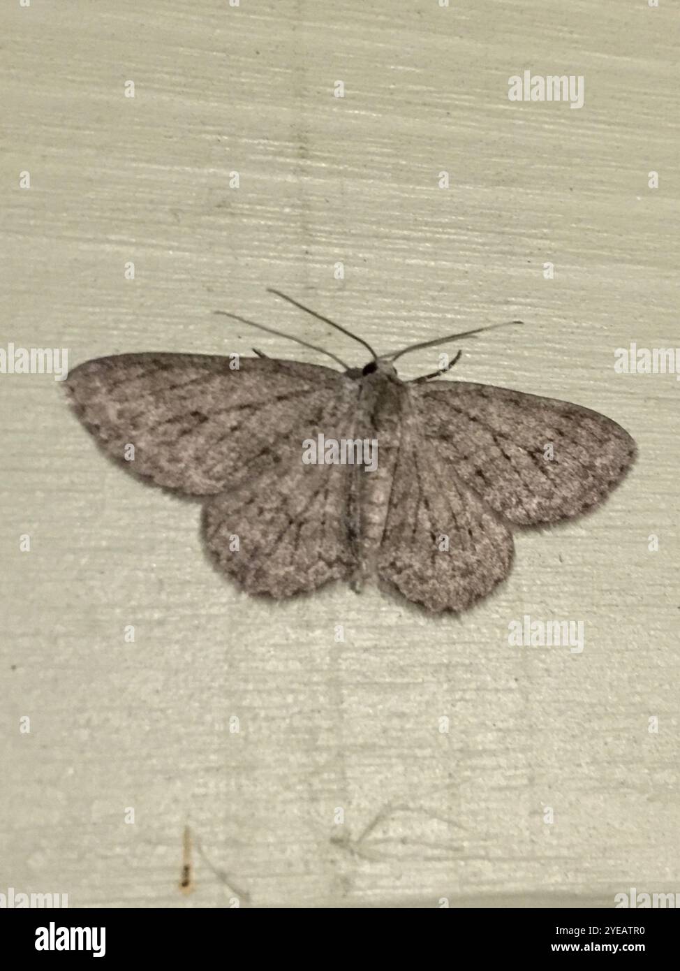 Small Engrailed (Ectropis crepuscularia Stock Photo - Alamy