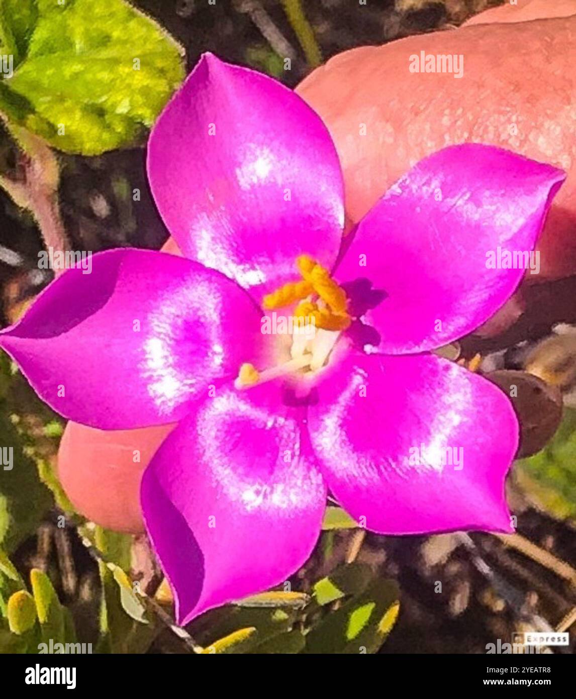 Sea Rose (Orphium frutescens Stock Photo - Alamy
