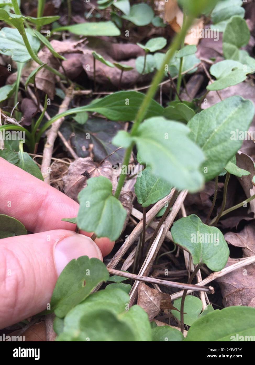 Purple Cress (Cardamine douglassii Stock Photo - Alamy