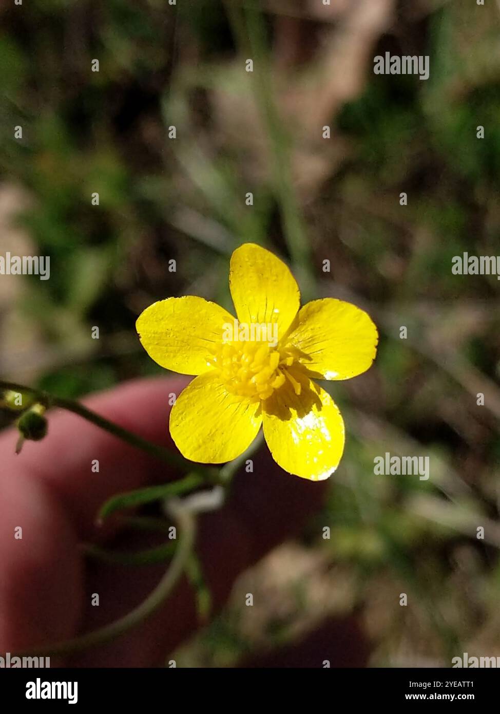 Western Buttercup (Ranunculus occidentalis Stock Photo - Alamy