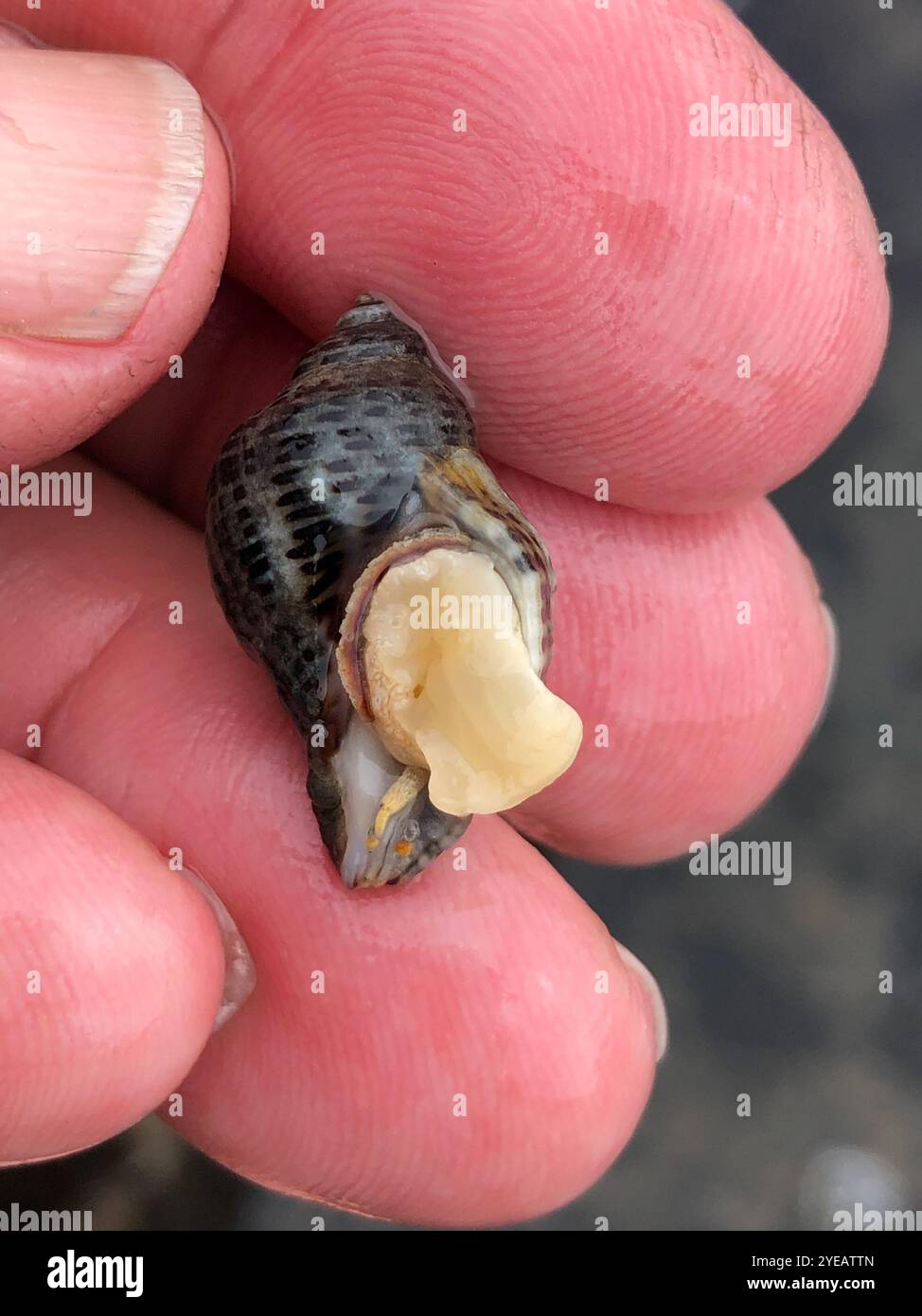 Angular Unicorn (Acanthinucella spirata Stock Photo - Alamy