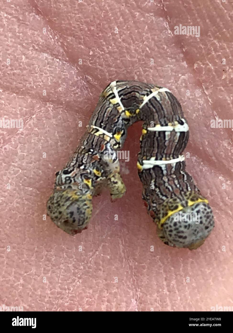 Woolly Gray Moth (Lycia ypsilon Stock Photo - Alamy