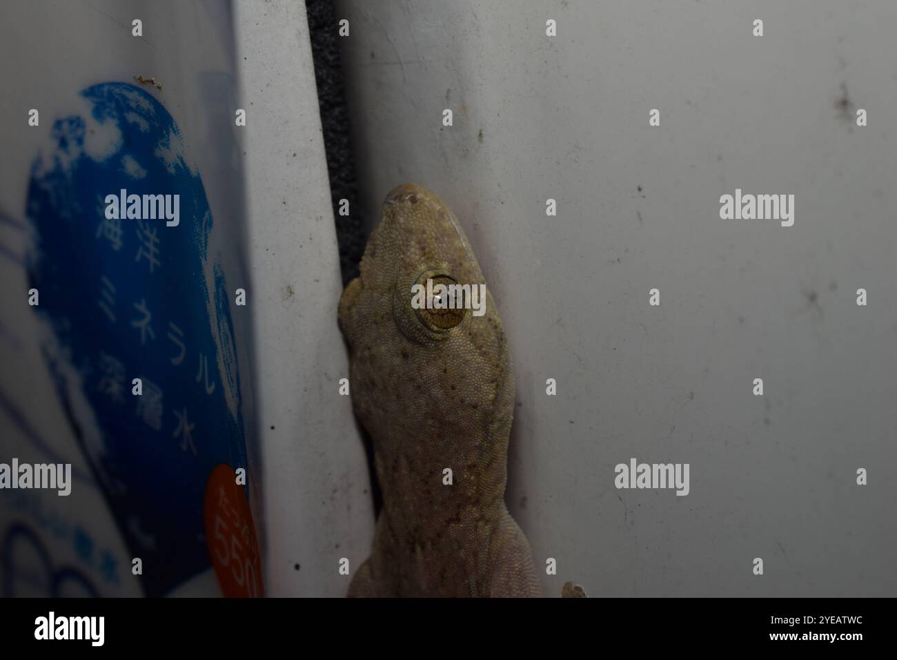 Japanese Giant Gecko (Gekko japonicus Stock Photo - Alamy