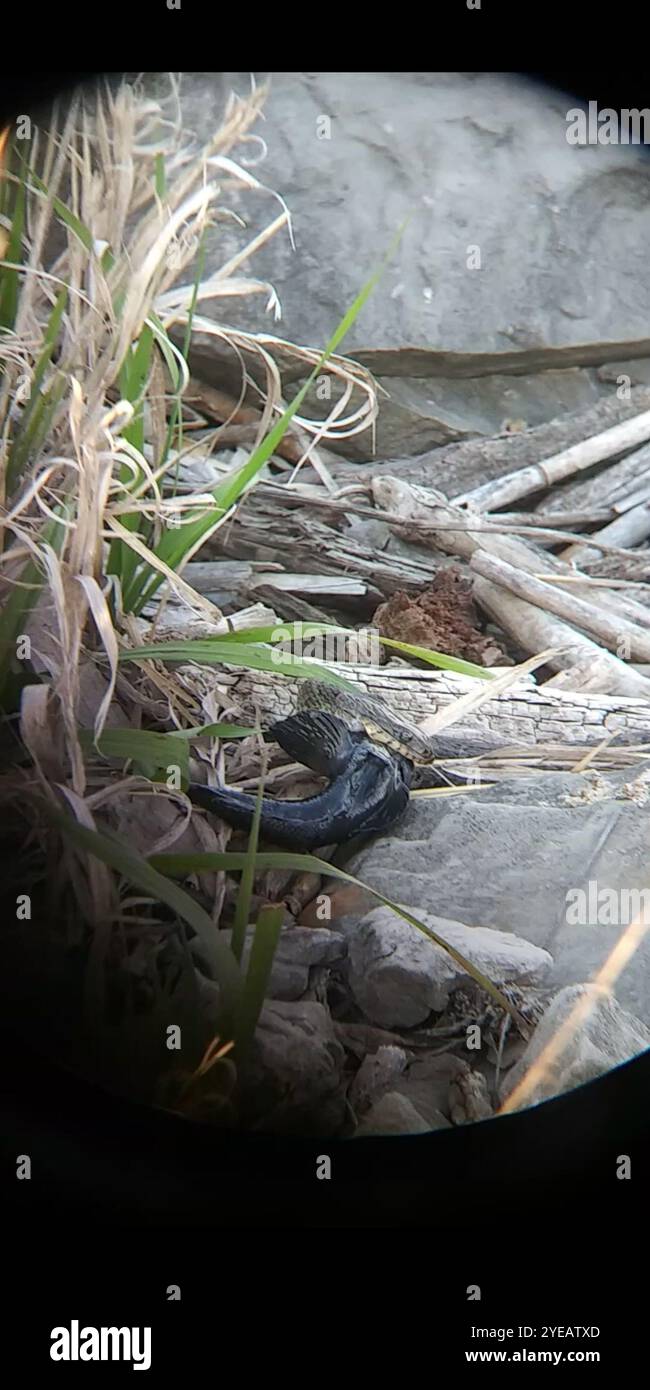 Common Watersnake (Nerodia sipedon Stock Photo - Alamy