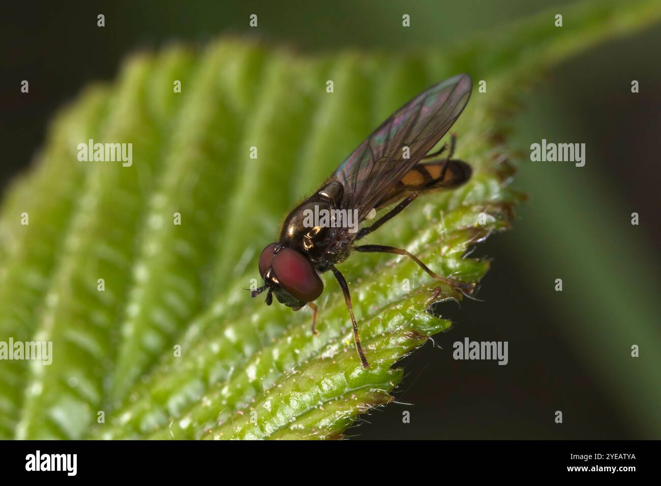 Variable Duskyface Fly (Melanostoma mellinum Stock Photo - Alamy