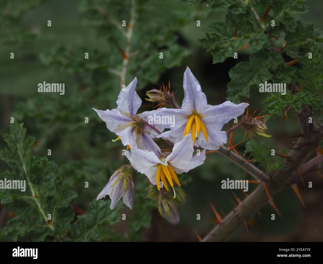 Red Buffalo-bur (Solanum sisymbriifolium Stock Photo - Alamy