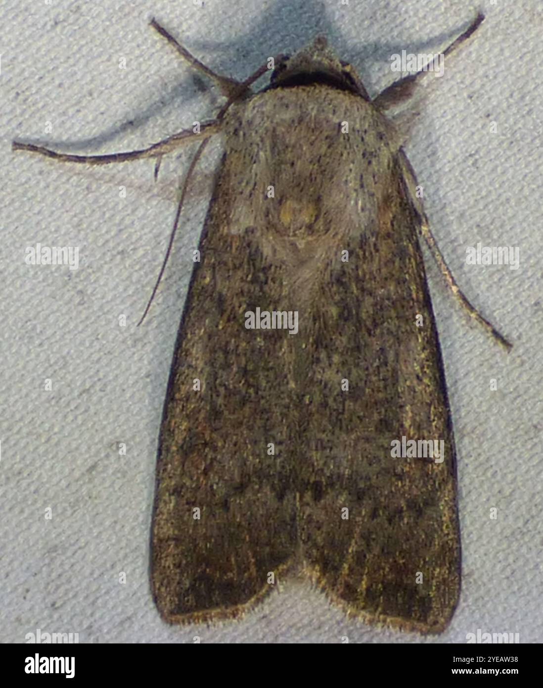 Cutworms and Dart Moths (Noctuinae Stock Photo - Alamy