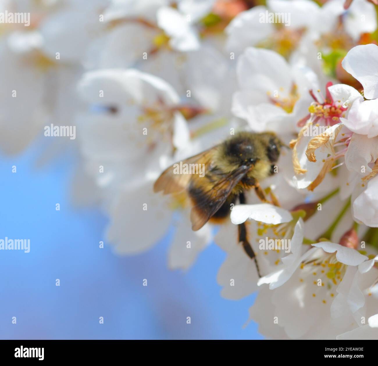Fuzzy-Horned Bumble Bee (Bombus mixtus Stock Photo - Alamy