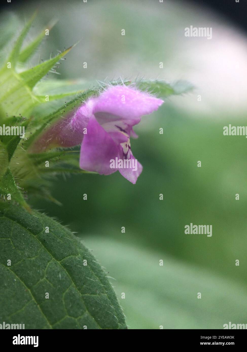 Common hemp-nettle (Galeopsis tetrahit Stock Photo - Alamy