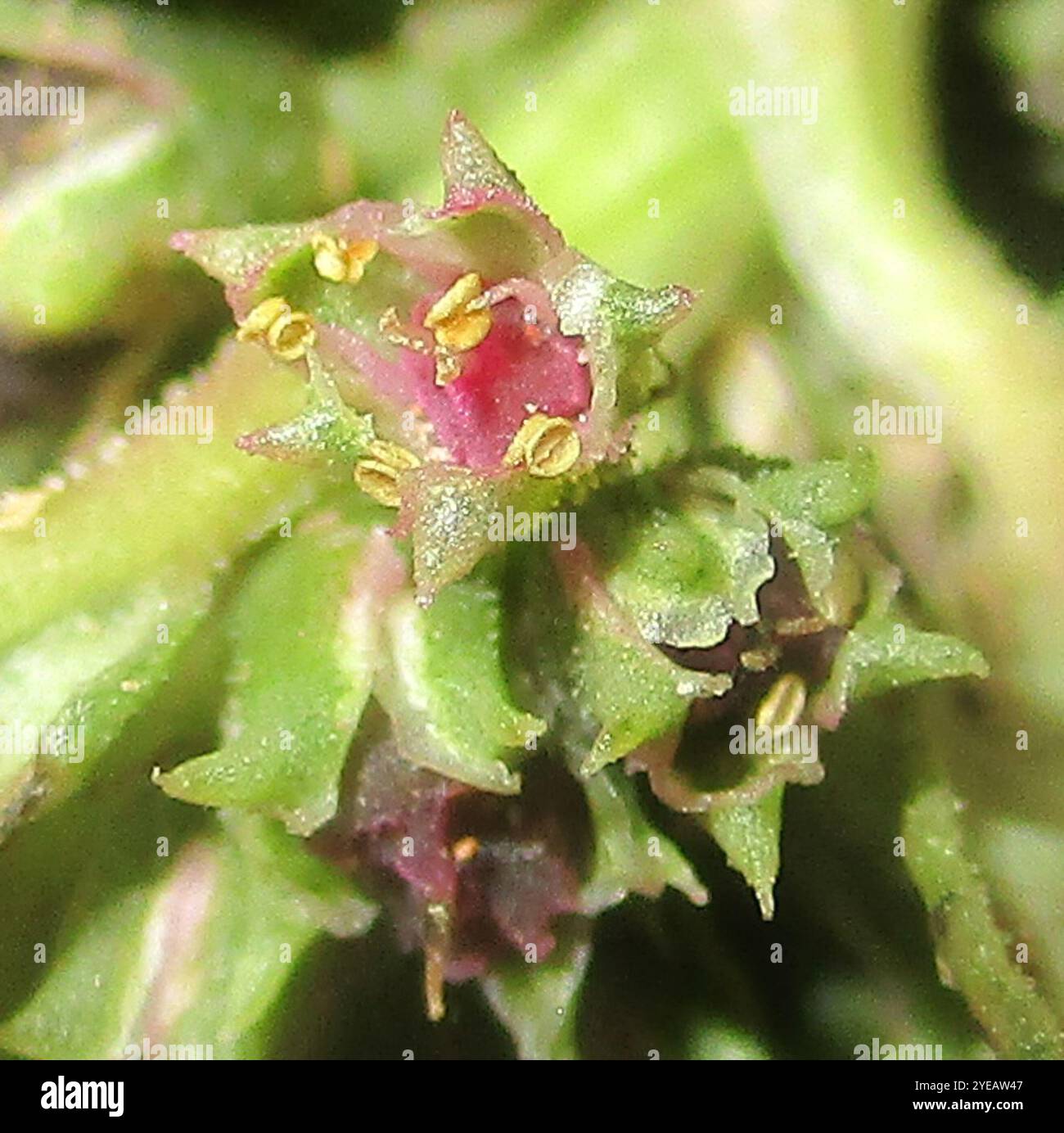 African Purslane (Zaleya pentandra Stock Photo - Alamy