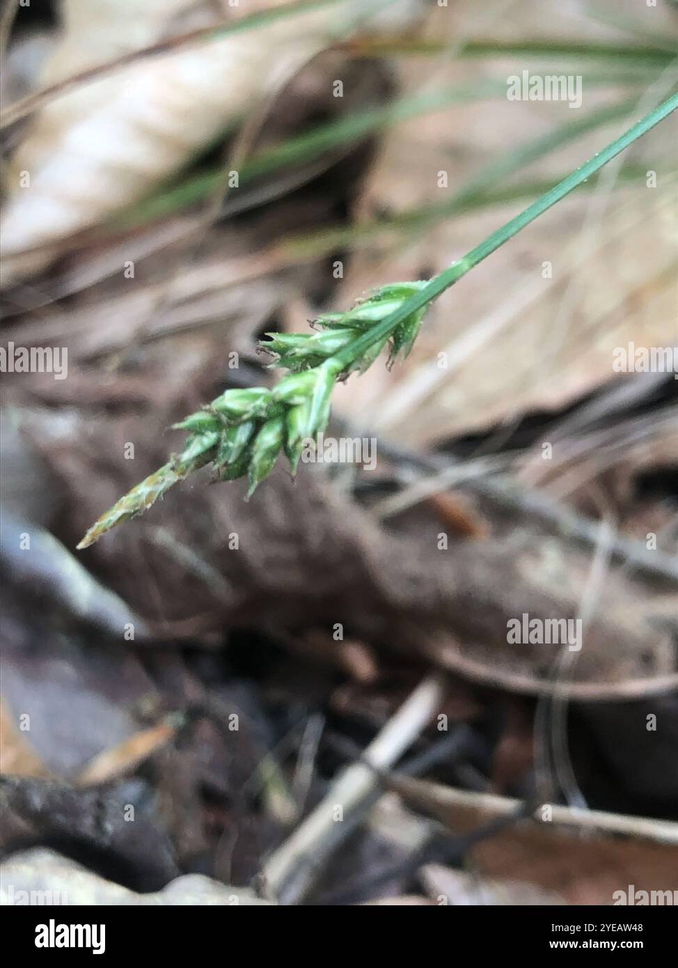 Slender Oak Sedge (Carex albicans australis Stock Photo - Alamy