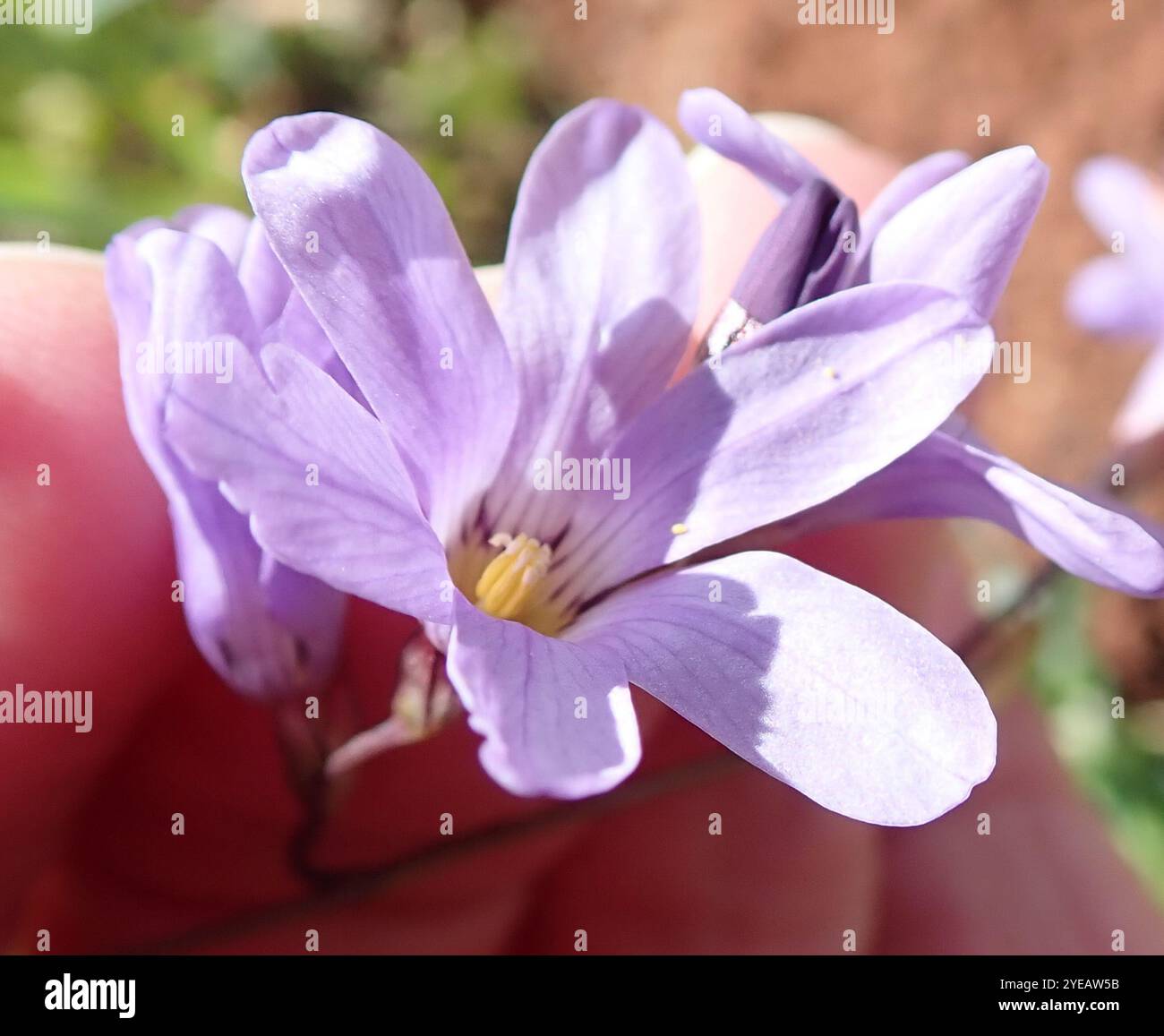Blue Corn-lily (Ixia rapunculoides Stock Photo - Alamy